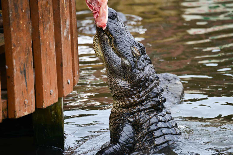 This pet alligator learns the word "No"
