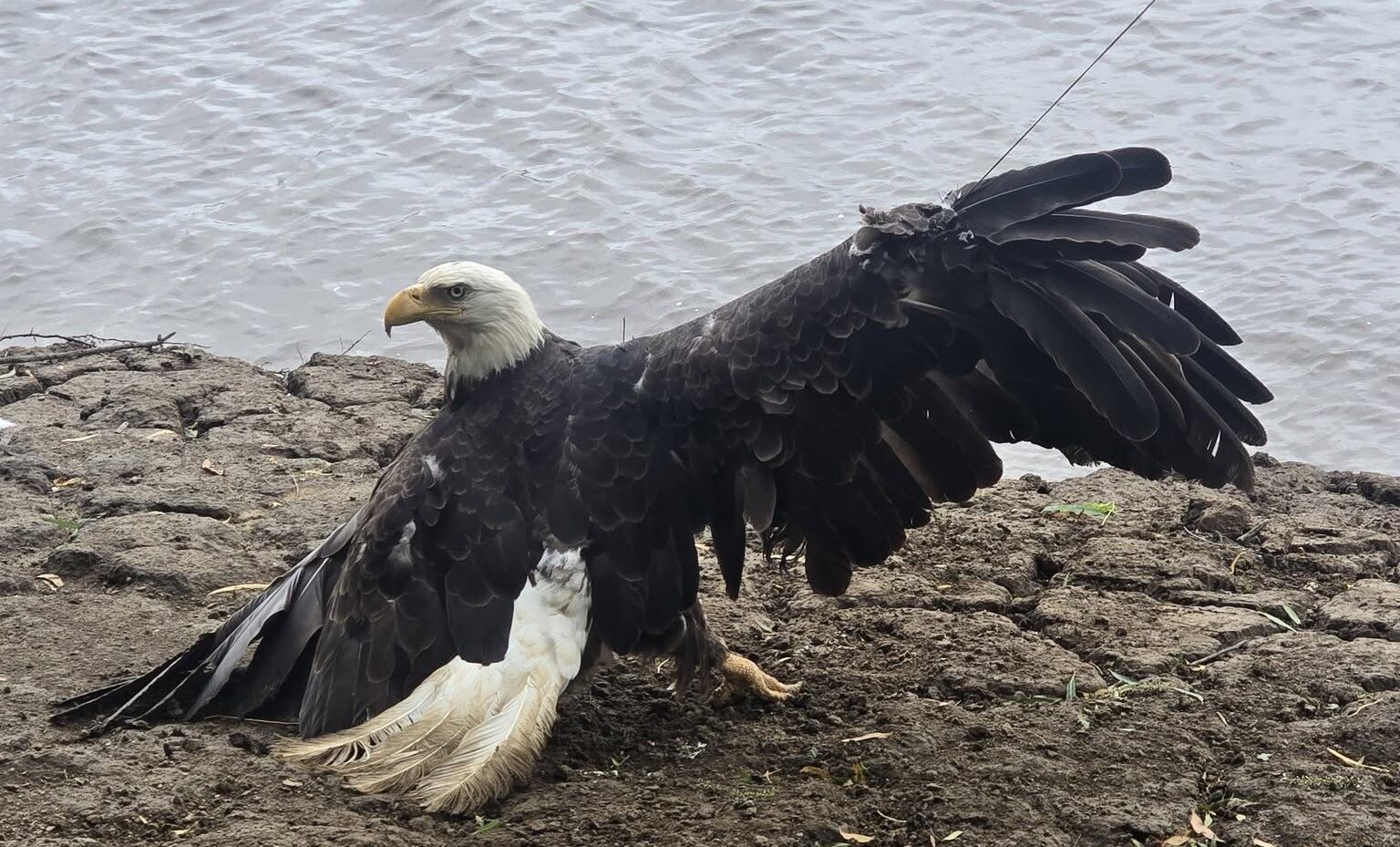 Bald eagle found near Hickman Harbor freed from fishing line