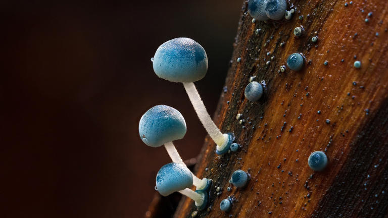 Finalists' images of science photography competition brilliantly depict ...