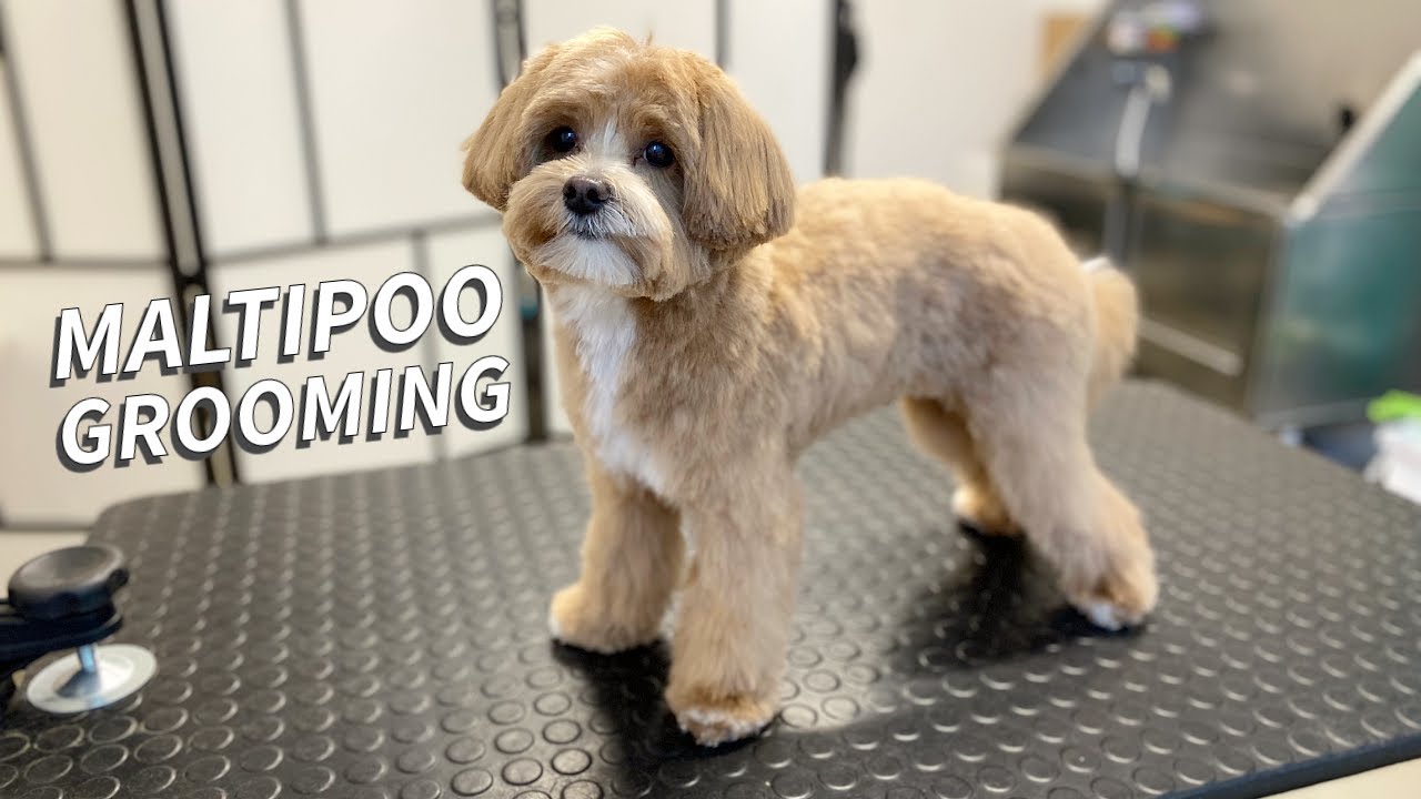 Maltipoo transformation: Tobbi’s complete puppy grooming makeover!
