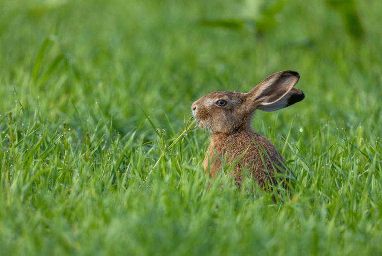 Rare disease tularemia detected in Colorado
