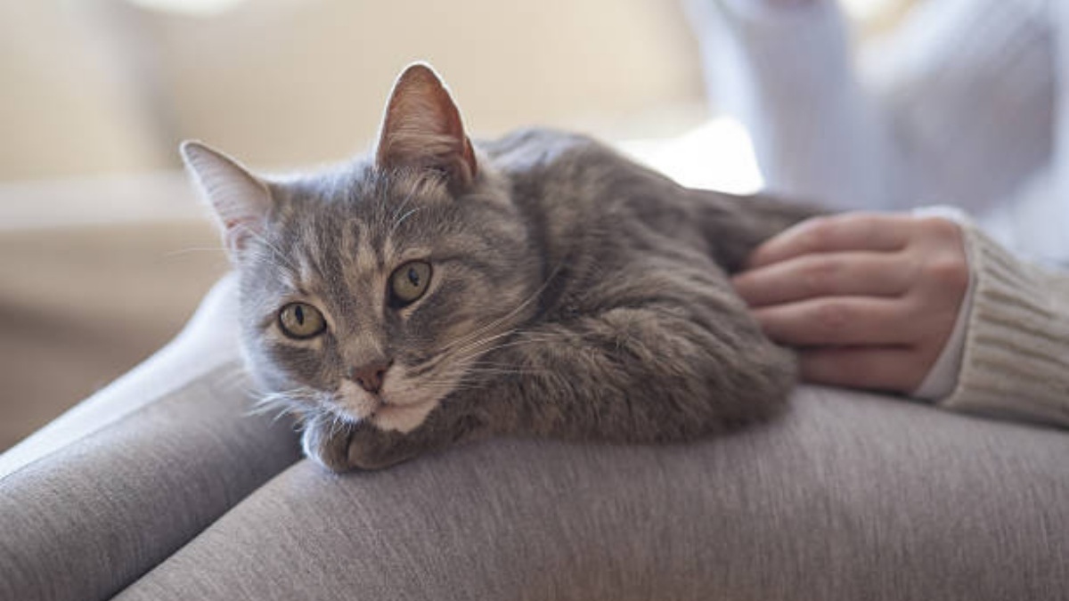 If your cat suddenly starts doing these things, experts say don't ...