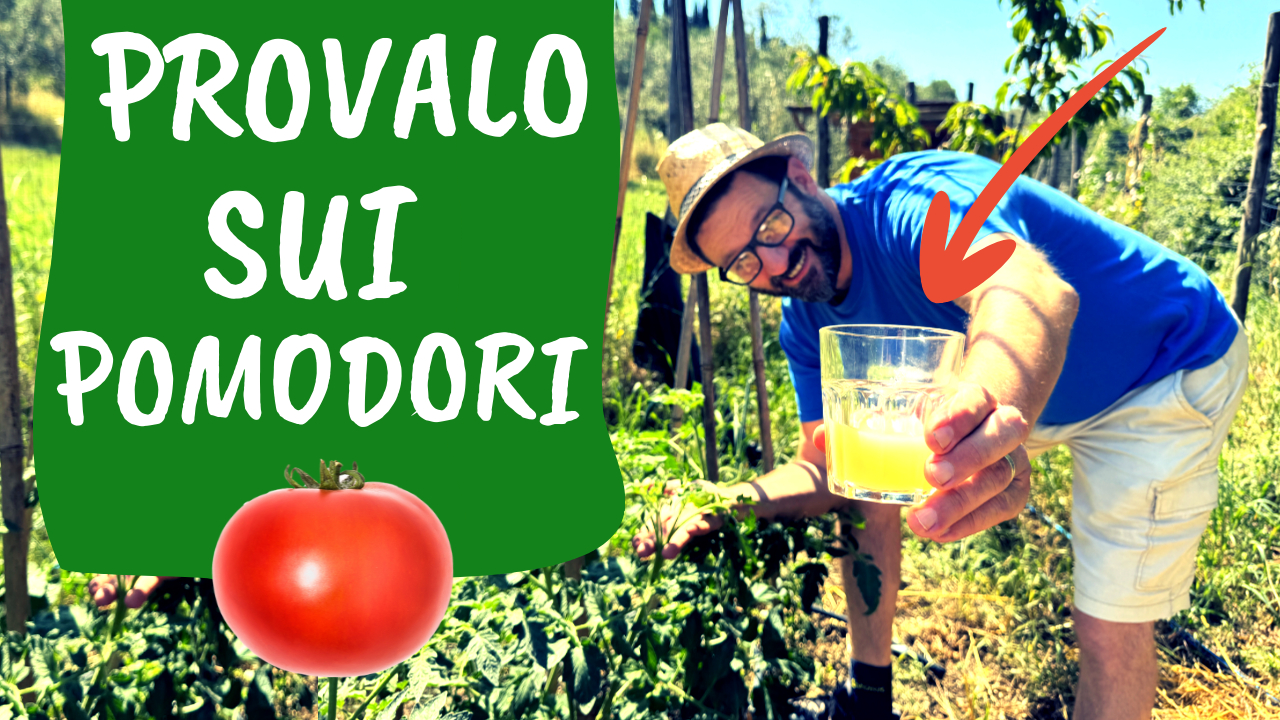 Trattamento pomodori: il rimedio naturale che salva dalla peronospora!