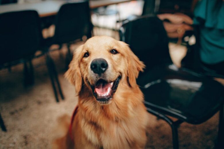 10 dog breeds your cat will love