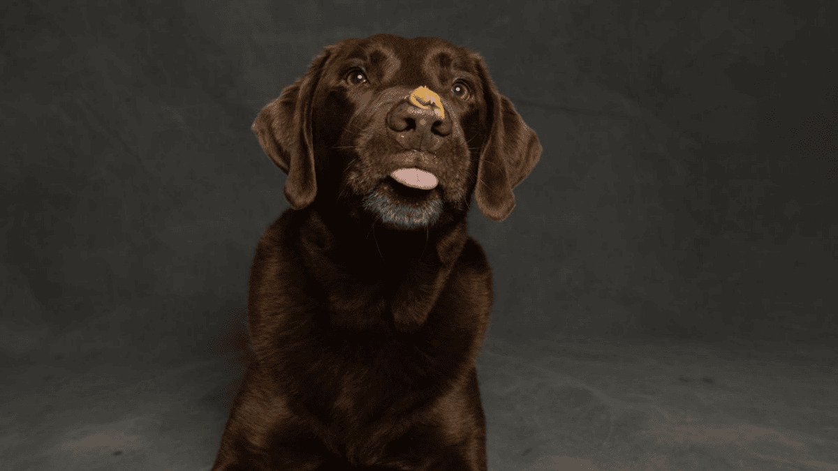 The final act of trust: what many dogs do near the end of life