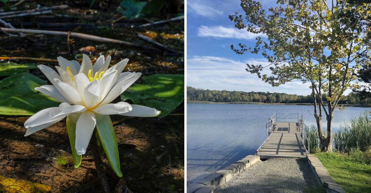 This spring-fed New Jersey lake has water so clear you can see the ...