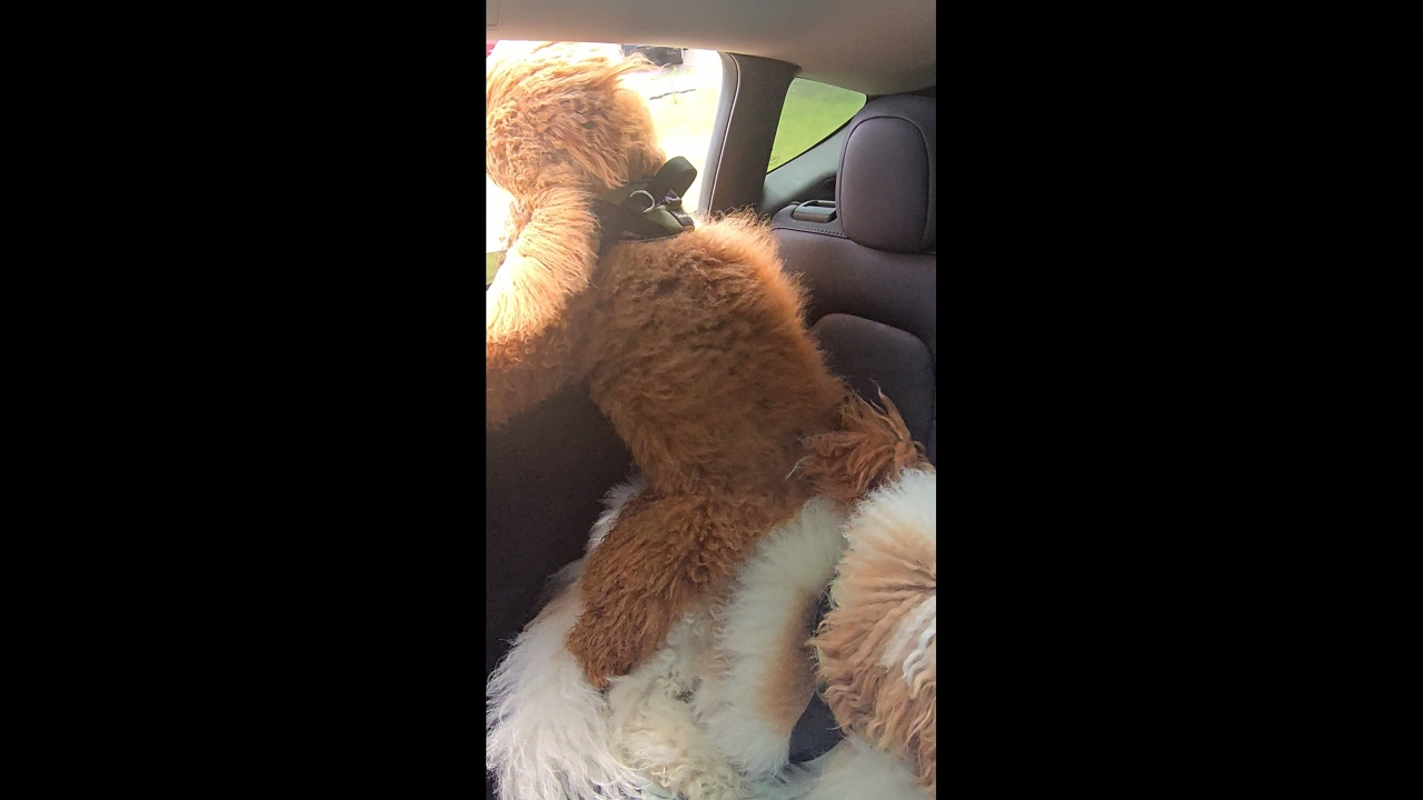 Dog uses sibling as comfy booster seat on car ride