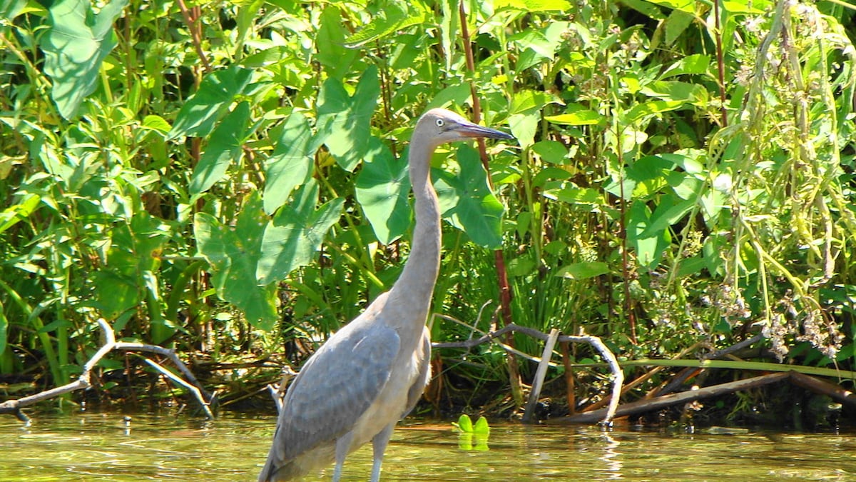 Could Safety Harbor relocate fireworks show over nesting bird concerns?