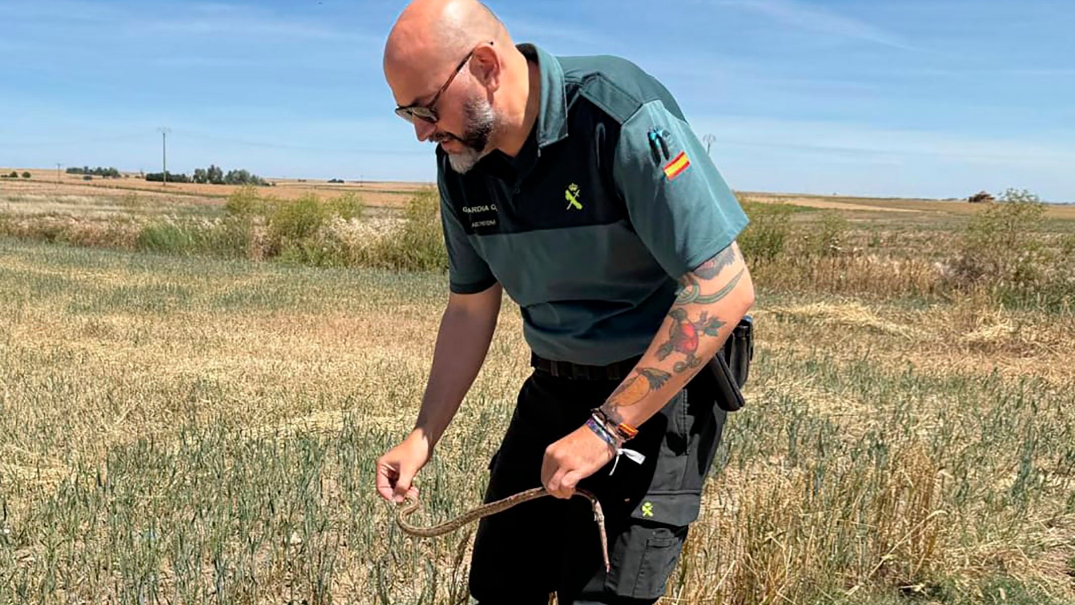 Una culebra de una especie protegida se cuela en un colegio de Zamora