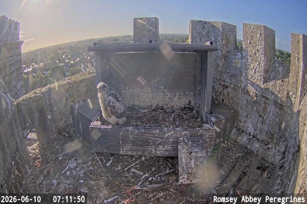 Trio of peregrine falcon chicks safely ringed at Romsey Abbey