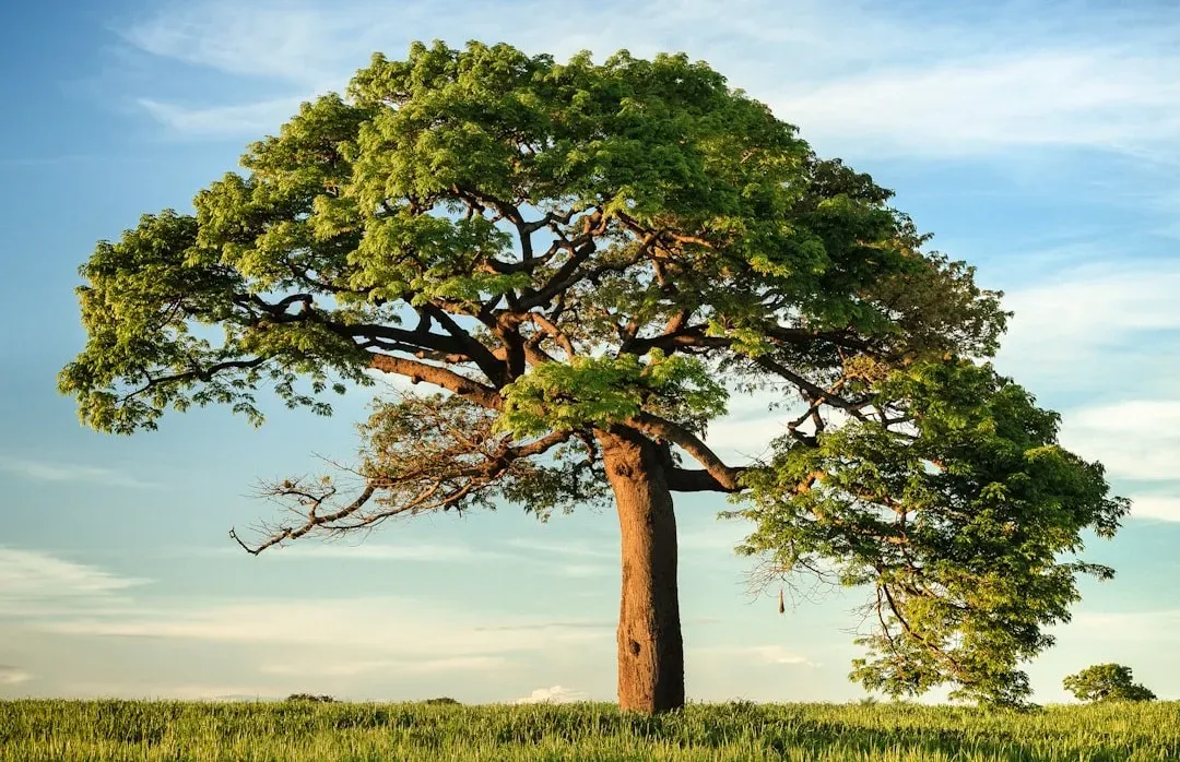 The 6 ordinary trees you aren't legally allowed to cut down (even if ...