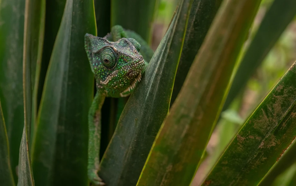 Chameleons are more than colour shifters