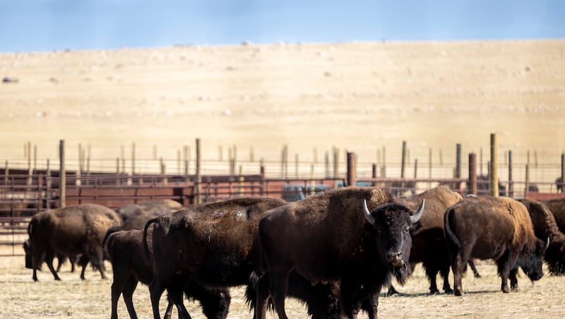 Not so gentle giants: How to avoid a conflict with bison
