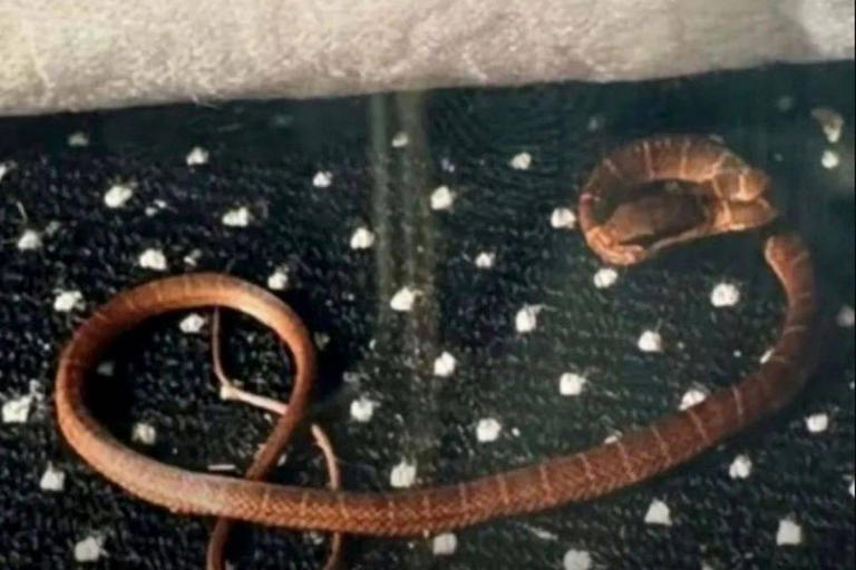 Real-life 'Snakes on a Plane' horror as venomous serpent escapes during ...