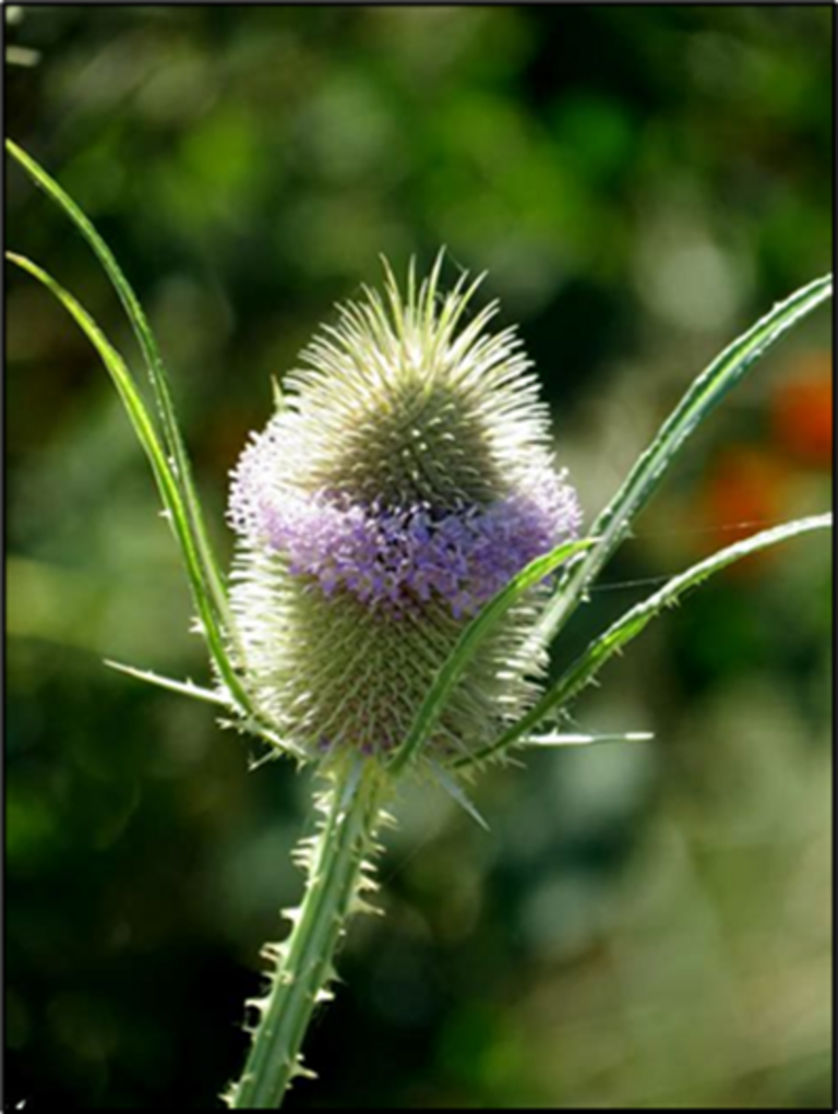 Plants used in flower arrangements now a noxious weed in KS. How to ...