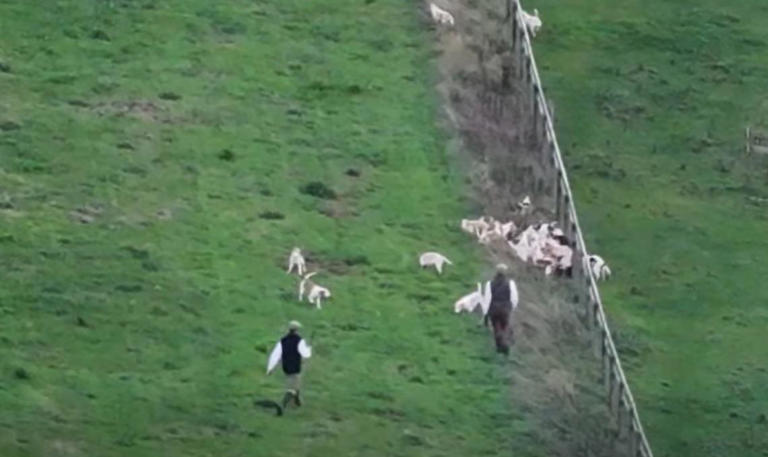 Watch: Drone footage shows kennel huntsman shaking hands with other ...