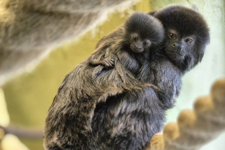 Rare Goeldi's monkey baby born at Drusillas Park