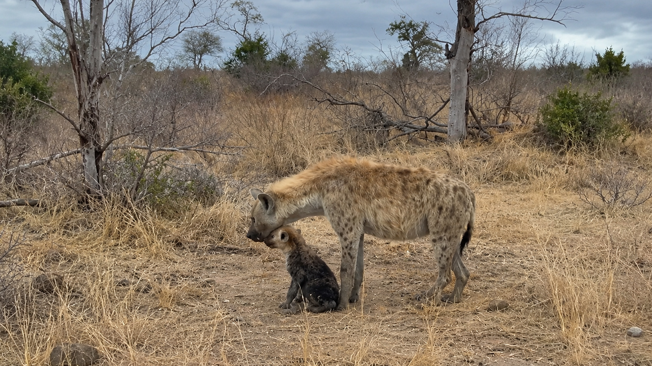 Watch the emotional moment between a hyena and her cubs