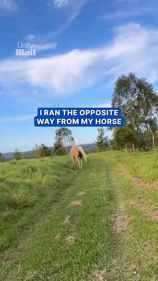 Playful horse loves chasing owner around the field