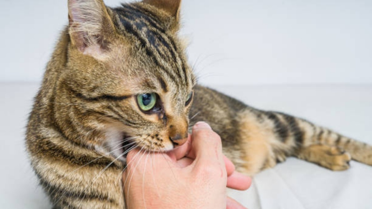 If your cat suddenly starts doing these things, experts say don't ...