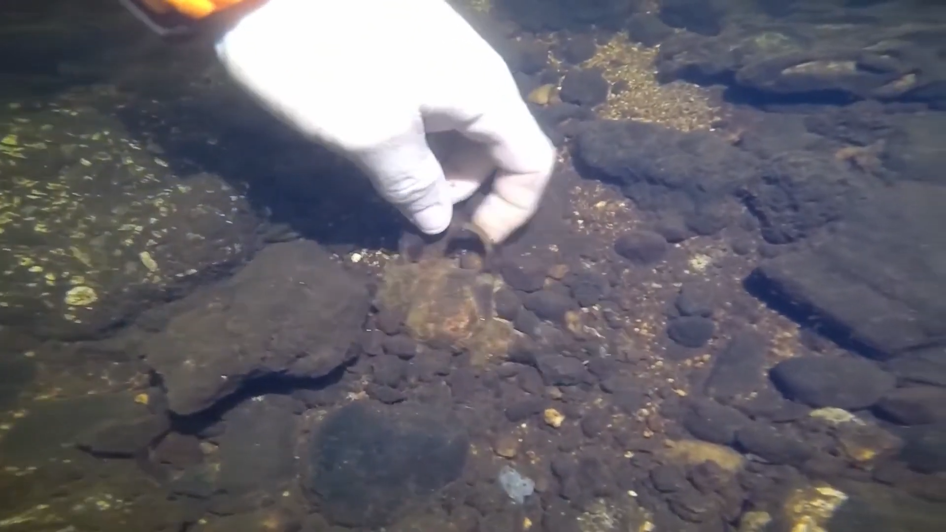 What keeps turning up every time I dive here