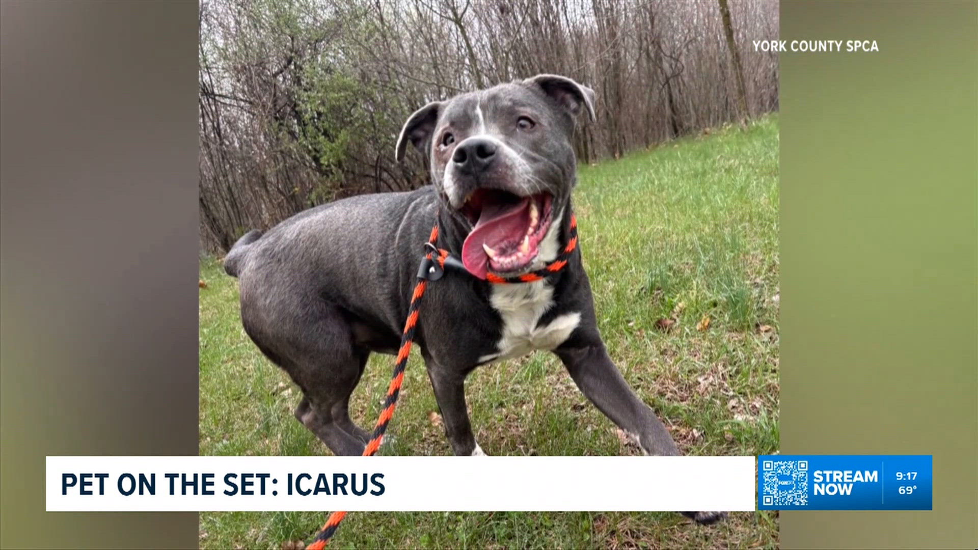 Pet on the set | Meet Icarus