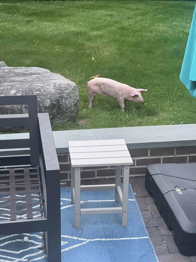 Roaming pig captured in Woodbridge as search continues for second ...