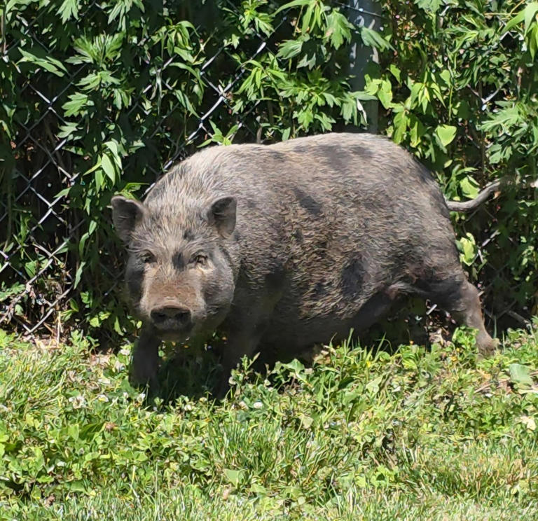 Look: Connecticut officers respond to two loose pig calls in one day