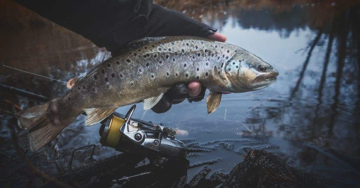 15 giant fish lurking in the Great Lakes