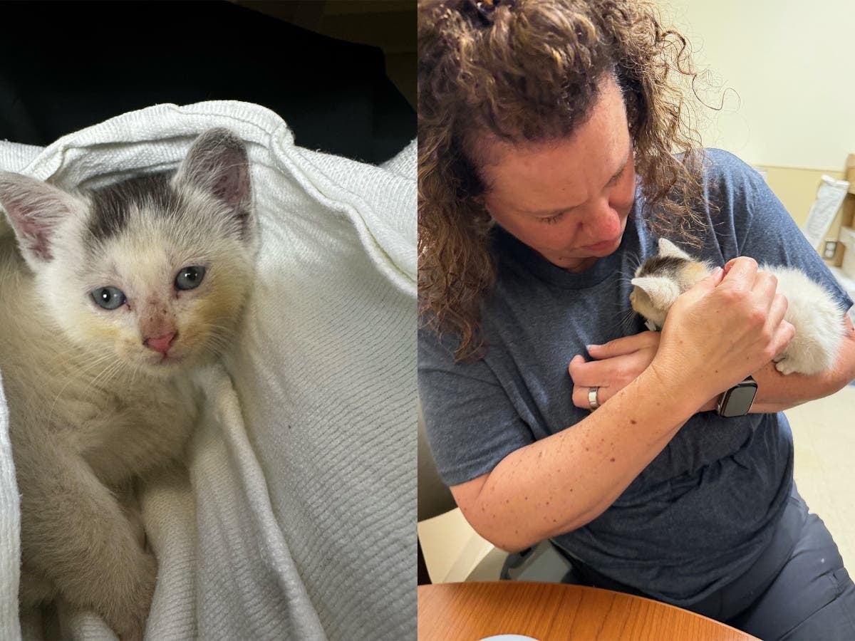 'Silver Bells' saved: Stranded kitten discovered by cyclist gets second ...