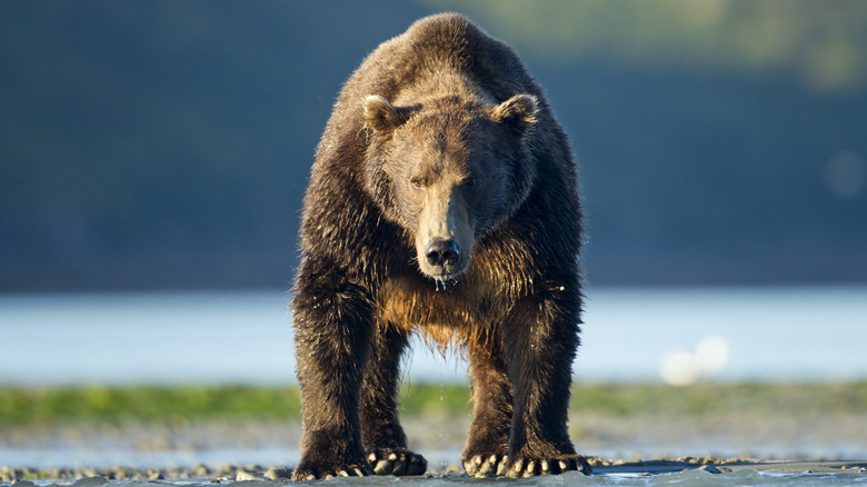 5 creatures to beware of when visiting Banff National Park
