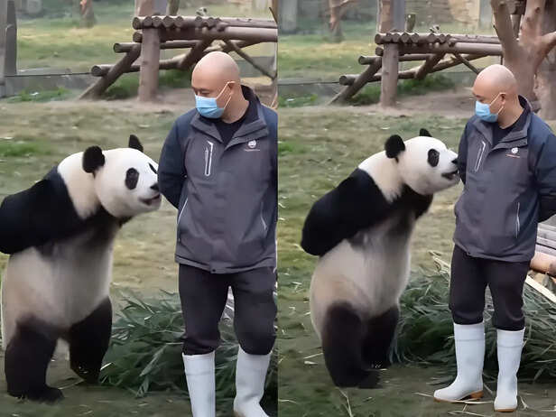 Fact check: Did a panda really walk like a human behind a zookeeper in ...