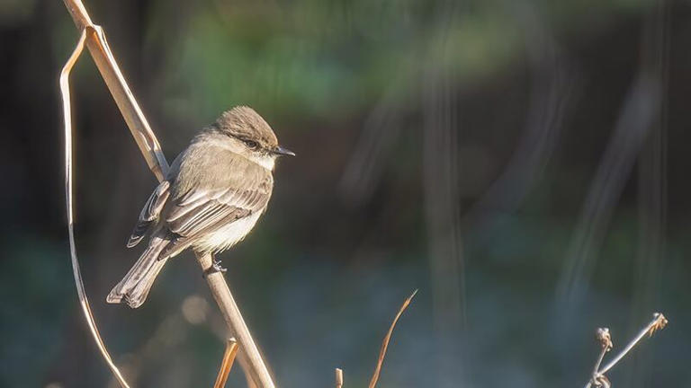 Birdwatchers invited to fall event at the Cache River Natural Area