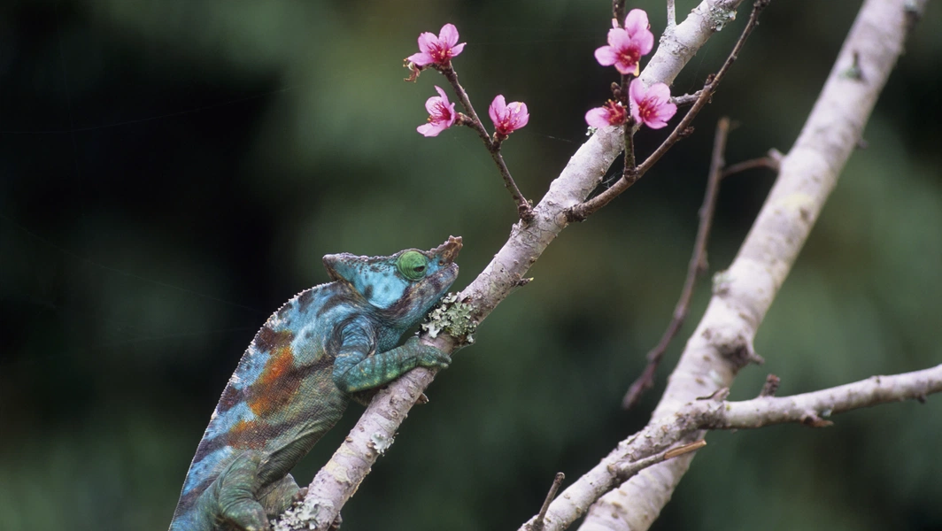 Chameleons are more than colour shifters