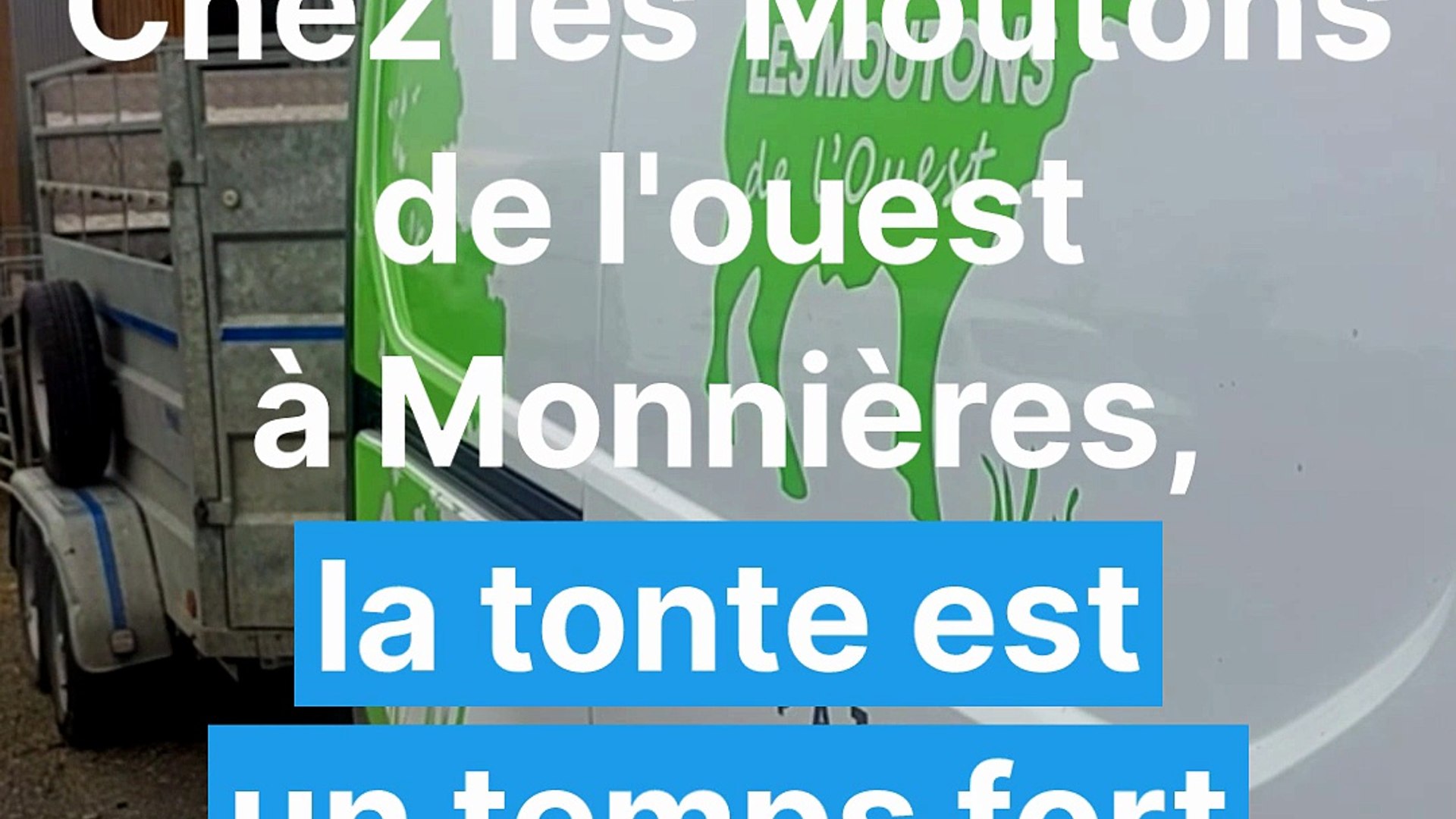 Tonte de moutons à Monnières - mai 2026