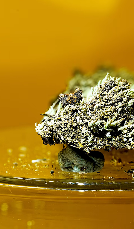 Can you find this tiny spider?