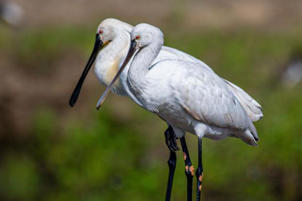 Rare waterbird spotted at nature reserve in Cheshire
