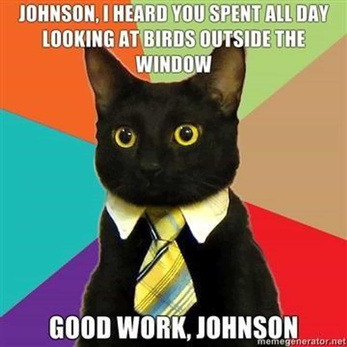 The best business cat memes