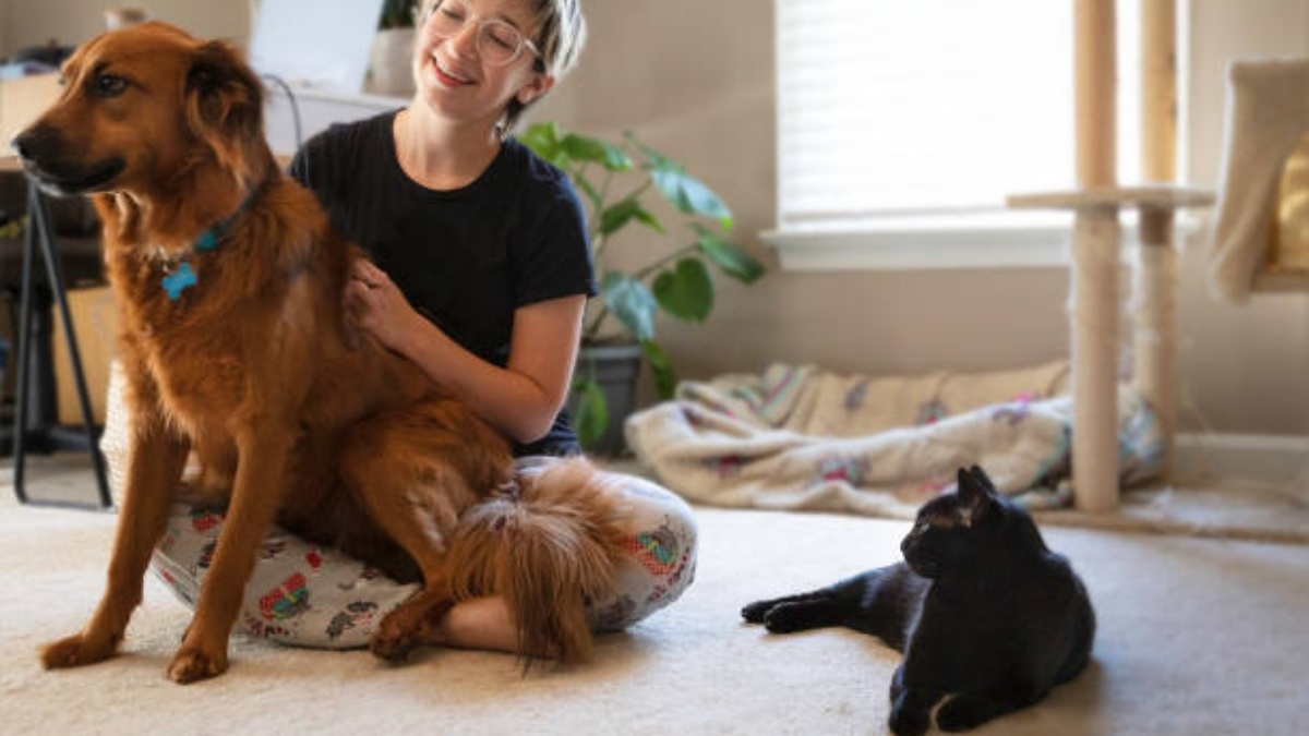 Dog person or cat person? Your personality may reveal the perfect pet ...