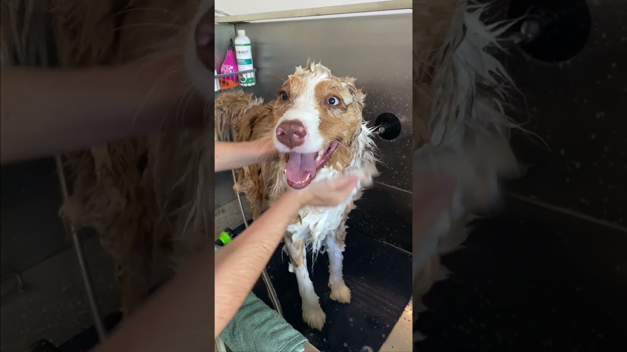 A day in the life of a dog groomer: grooming 3 breeds with prices revealed!