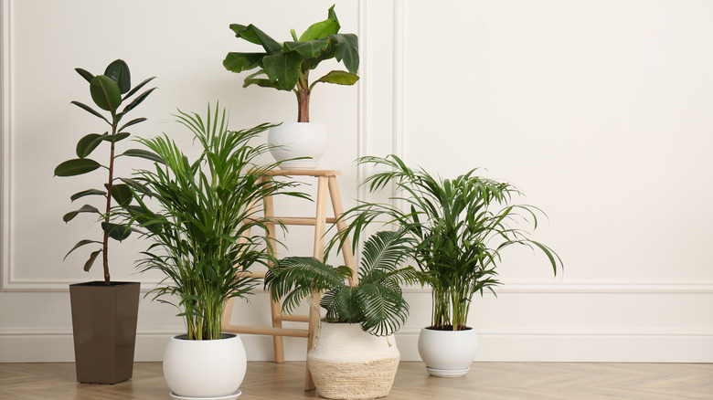 How to pick the right indoor tree for your home