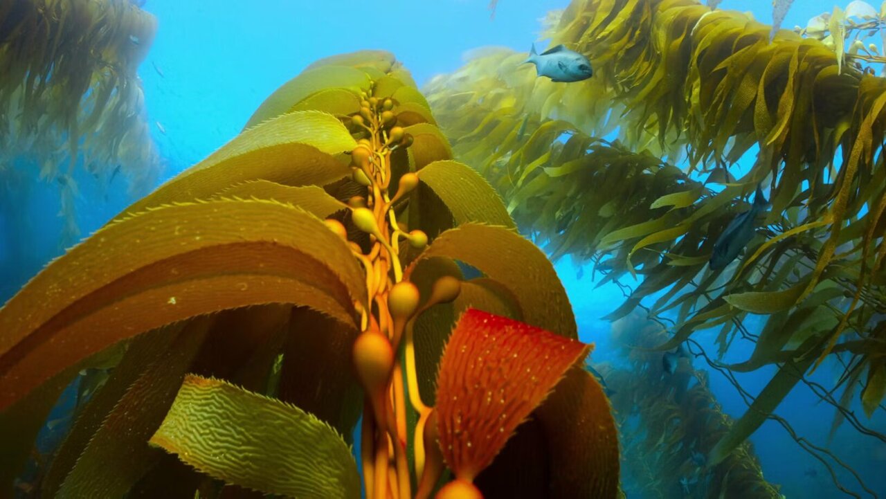 Giant kelp's microscopic light antenna could inspire innovative climate ...