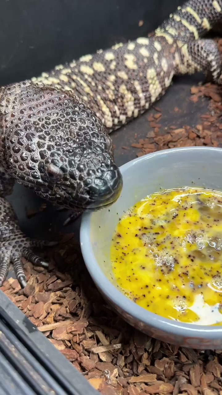 Feeding my reptiles frozen mice chicks and eggs