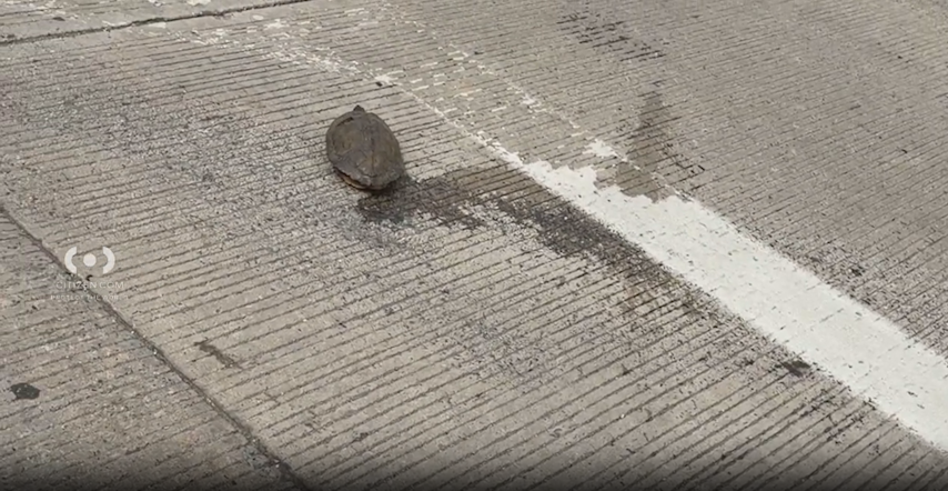 Why did the turtle cross the road? Bystander rescues turtle from Bronx ...