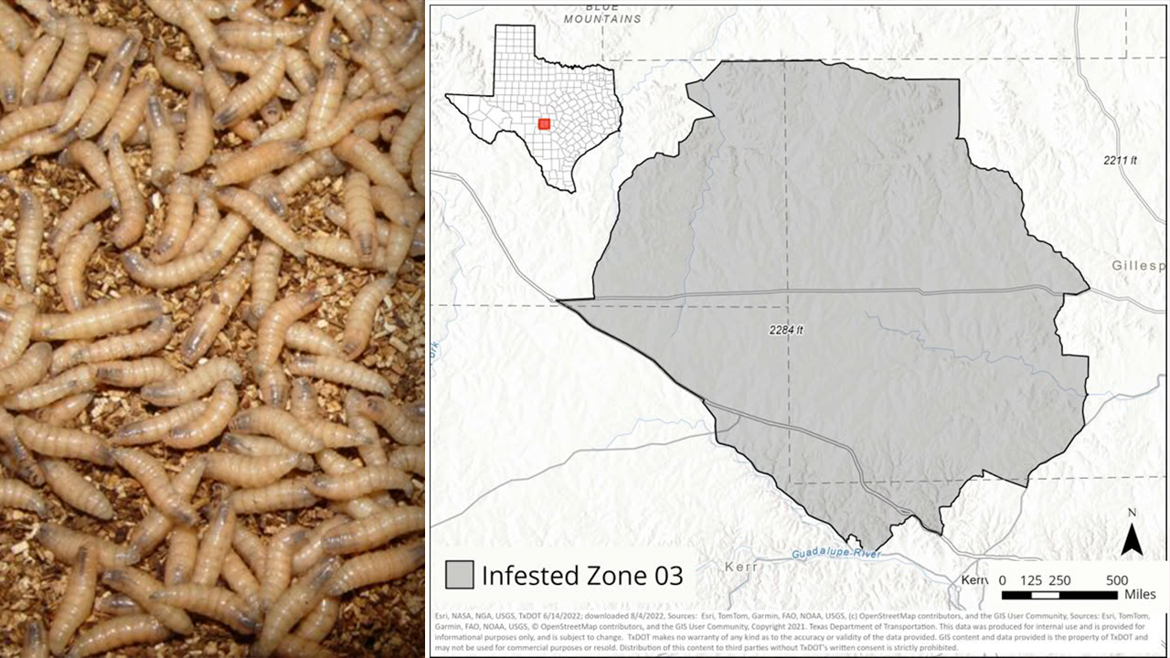 Screwworm in Texas: Infested Zone established after confirmed case in ...