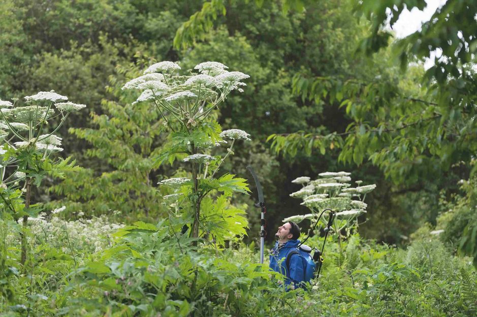 "Im a toxicology expert: these are the poisonous plants and trees all ...