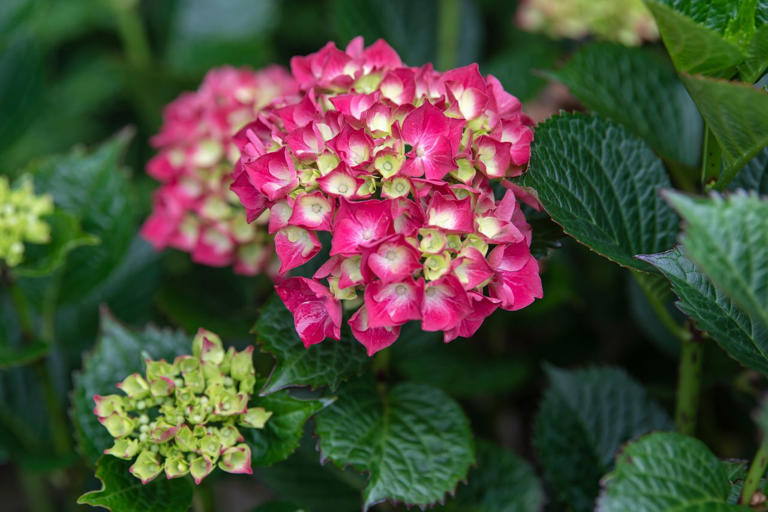 If your hydrangeas have brown spots, try one of these 3 tips for a ...