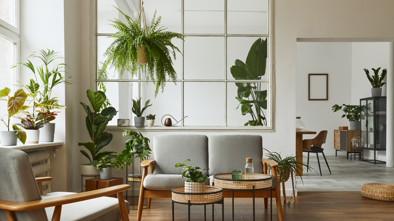 How to pick the right indoor tree for your home