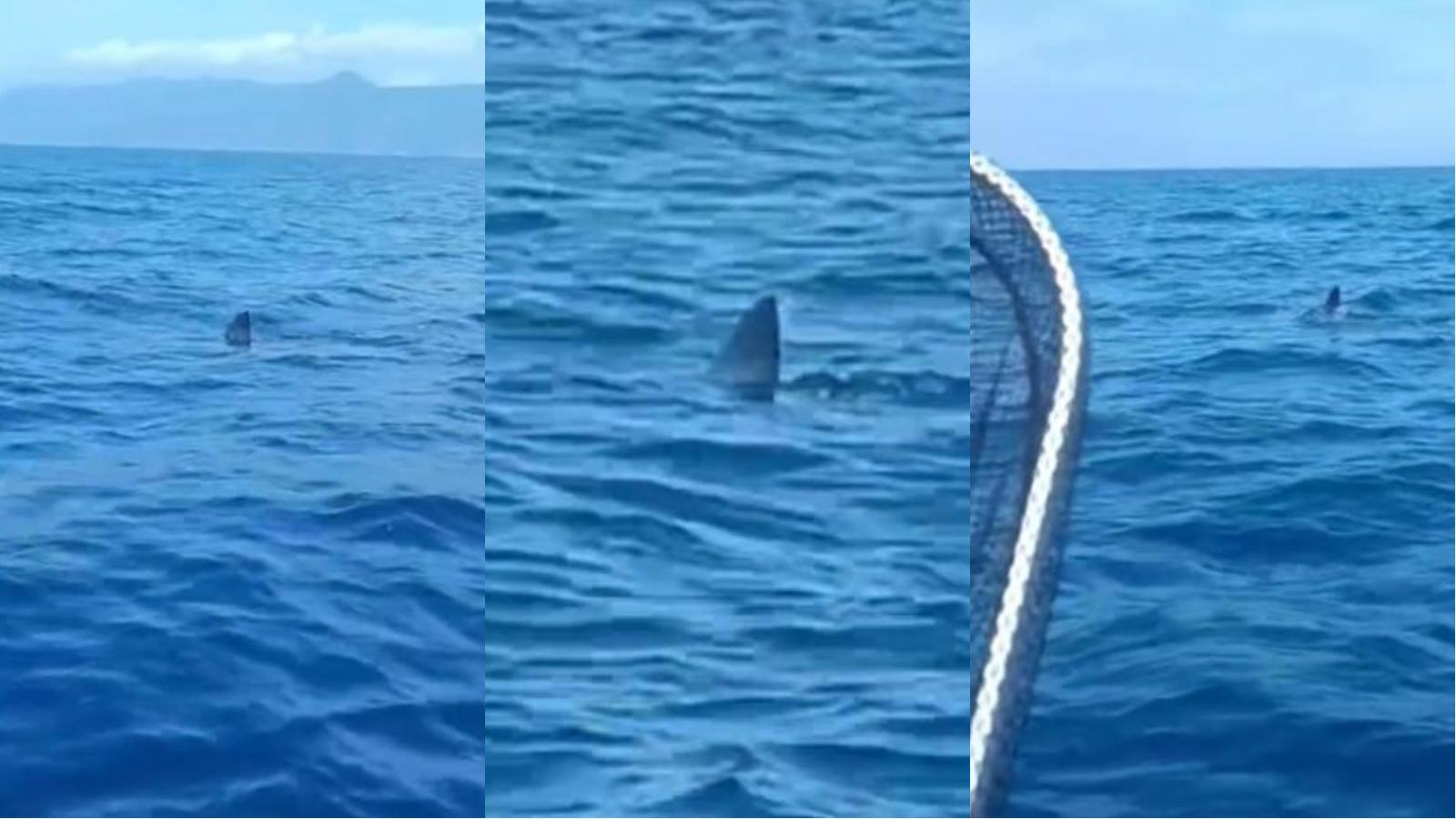 Quella pinna che spunta: squalo mako avvistato al largo del Tino
