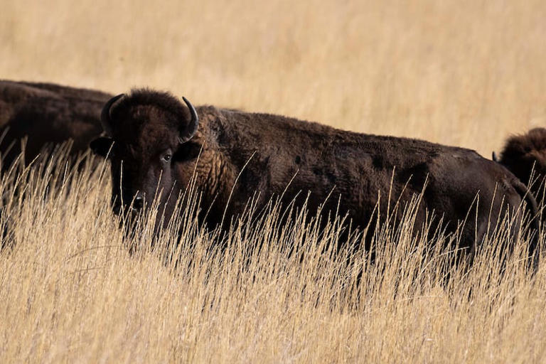 Not so gentle giants: How to avoid a conflict with bison